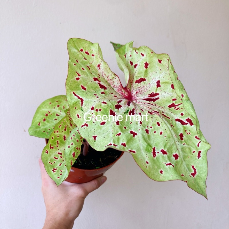 KELADI KAYANGAN / CALADIUM RATCHABURY | DARTH MAUL FAMILY | THAI ...