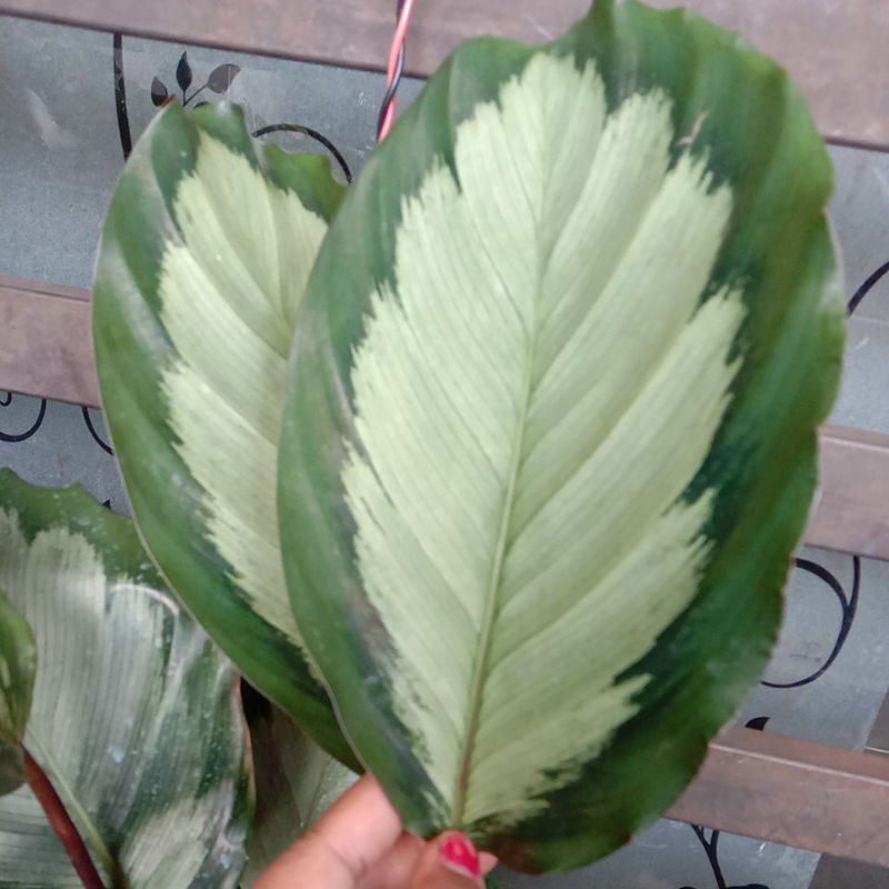 calathea(pokok indoor) | Shopee Malaysia