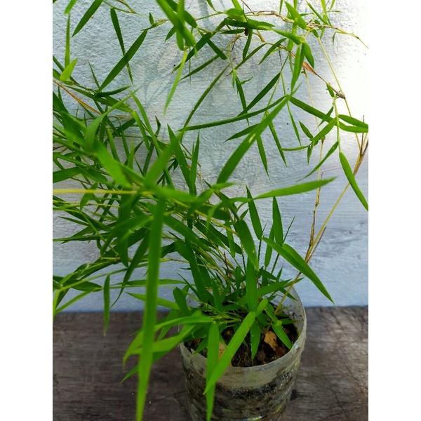 Anak pokok buloh perindu segar. | Shopee Malaysia