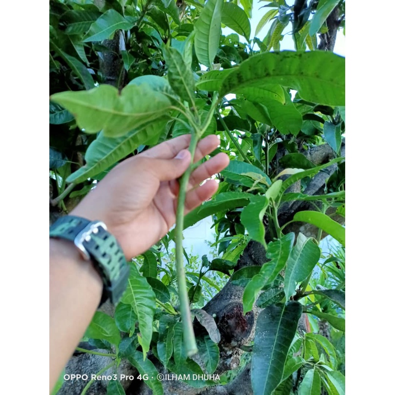 KERATAN COKANAN / KERATAN PELAM COKANAN / KERATAN MANGGA COKANAN ...