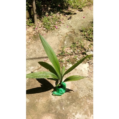 (pokok besar) 1 pokok lemba @ pinang puyuh pokok besar | Shopee Malaysia