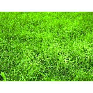 Ancom Monex HC MSMA 39.5% + Diuron 7.8% Racun Rumput Rumpai / Racun ...