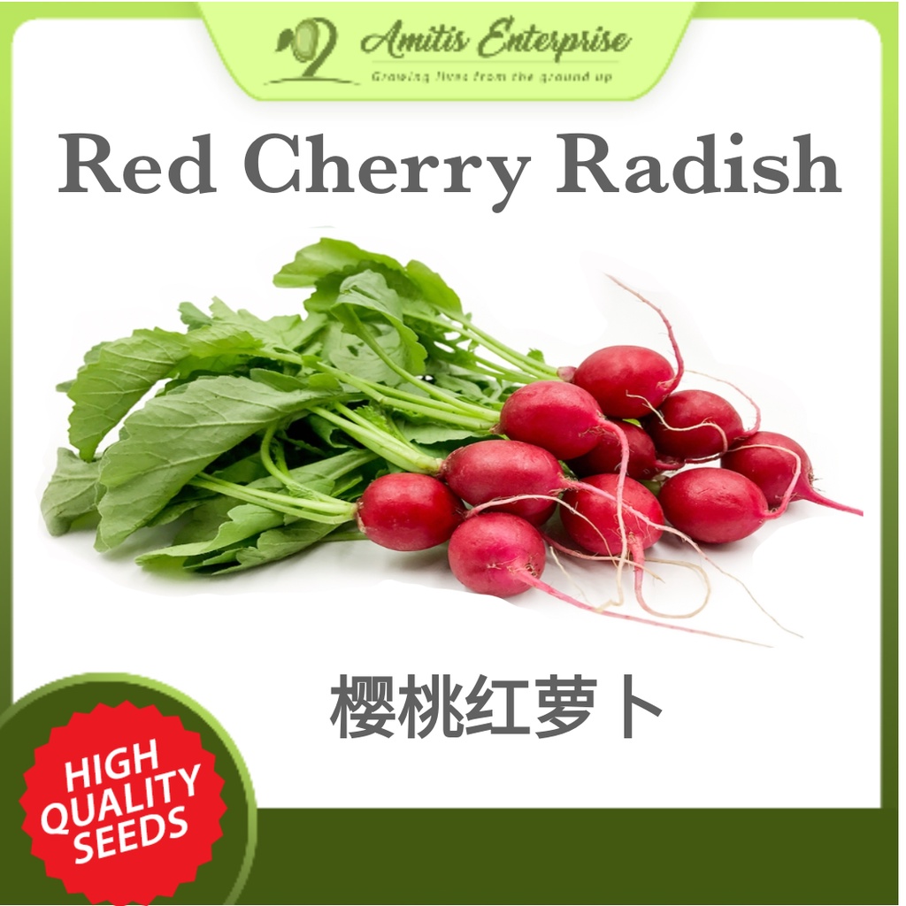 50 seeds Red Cherry Radish Easy to Grow F1 Hybrid Seeds Suitable to ...