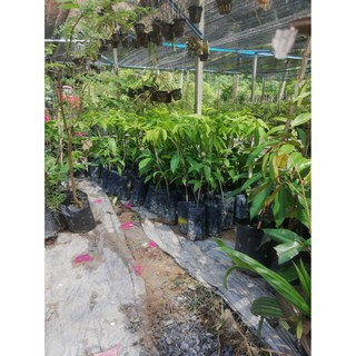 Anak Pokok Mangga Harumanis Perlis | Shopee Malaysia