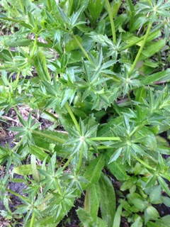 20 Biji benih Daun Sup Dayak (Sarawak Famous) @ ketumbar jawa | Shopee ...