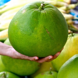 Limau bali merah / pokok limau bali merah/ limau bali merah cepat ...