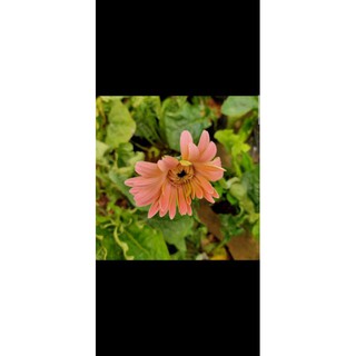 Pokok Bunga Daisy Kampung/ Banyak pilihan -warna random | Shopee Malaysia