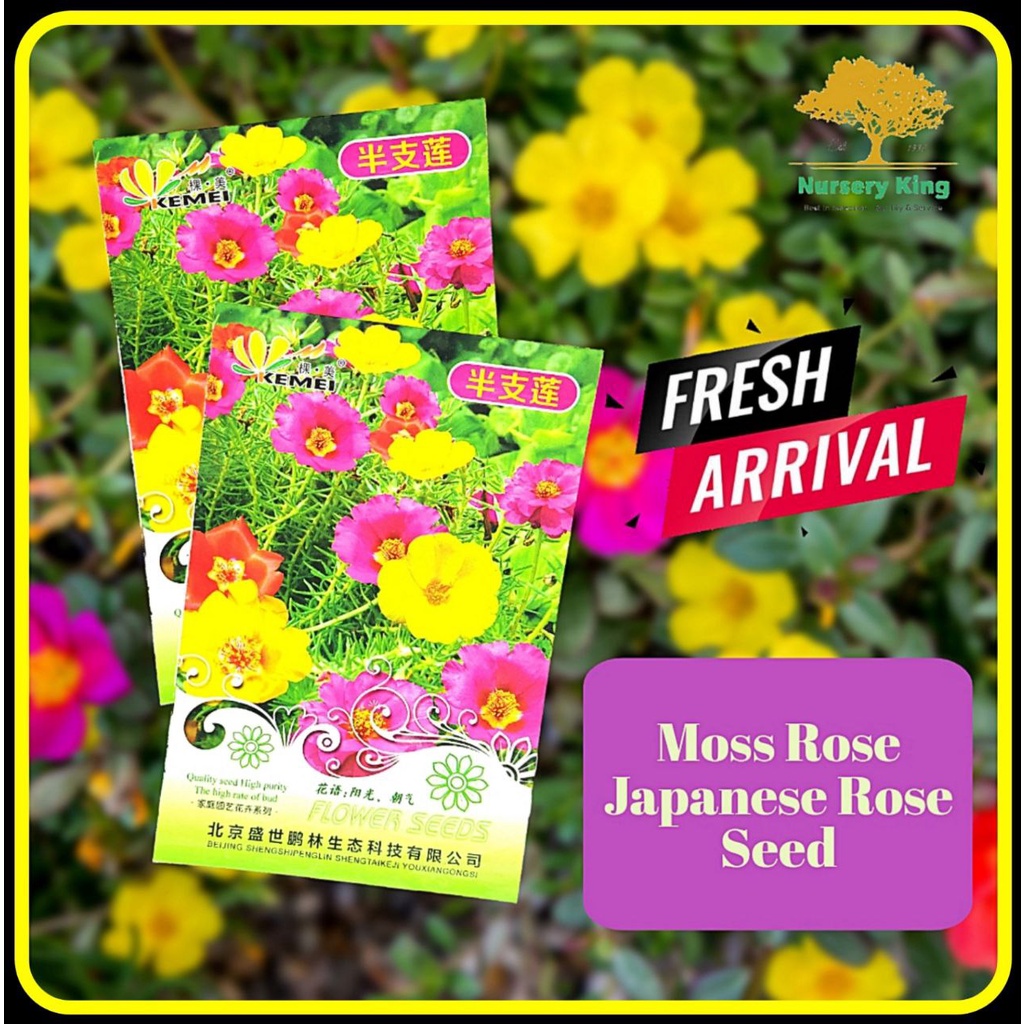 Moss/Japanese Rose Seeds Biji Benih Moss/Rose Jepun Benih Bunga Kembang ...
