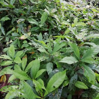 POKOK PUTAT (Barringtonia spp.) | Shopee Malaysia