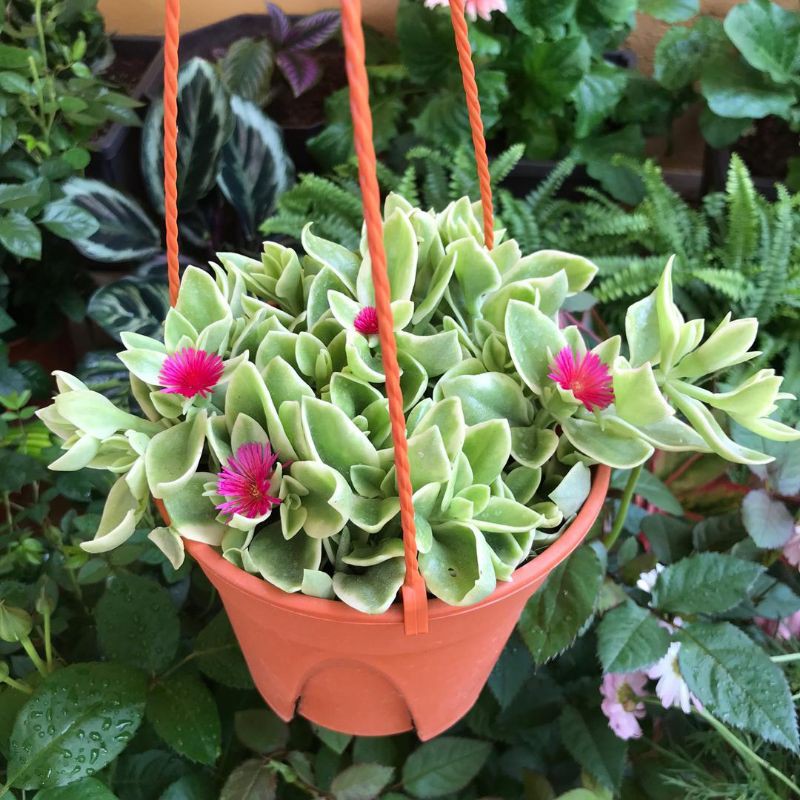 Pokok Gantung berbunga | Shopee Malaysia