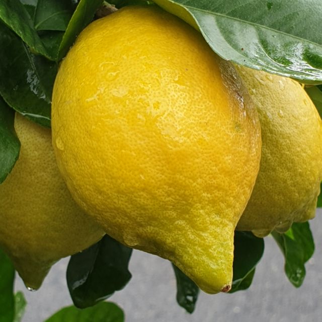 (STOK ADA) Pokok Lemon Dalam Polybag sudah super stabil | Shopee Malaysia
