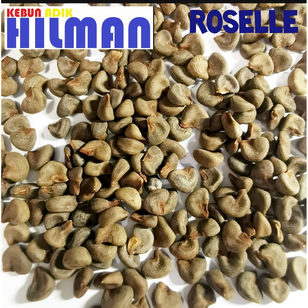 BIJI BENIH POKOK ROSELLE (POKOK RIBENA MALAYSIA) | Shopee Malaysia