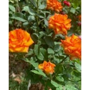 RING ON FIRE ROSE PLANT - POKOK ROSE BERID RING ON FIRE | Shopee Malaysia