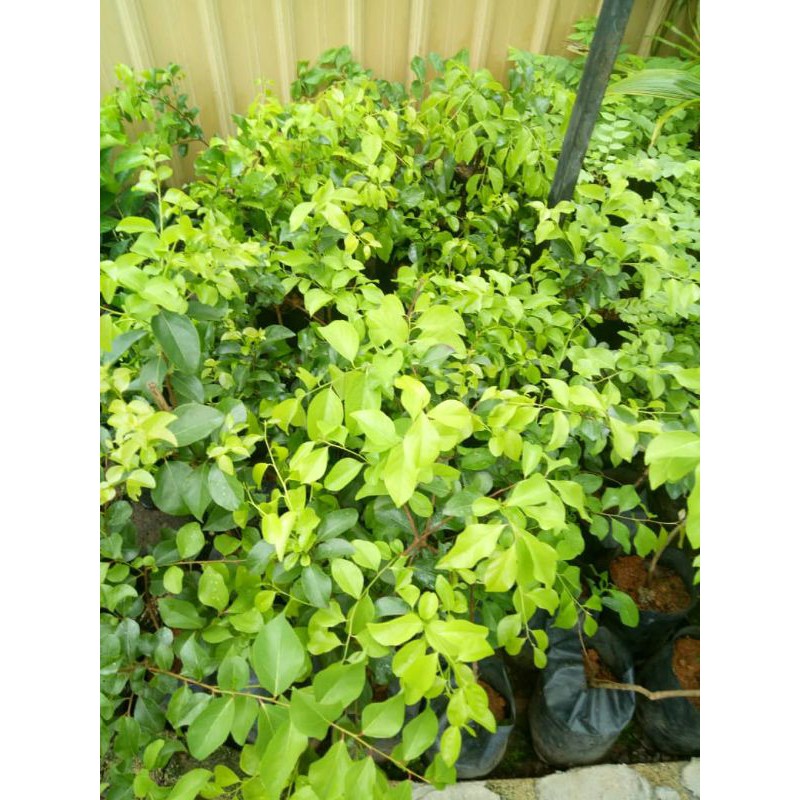 Pokok Buah Kerkuk Jumbo | Shopee Malaysia