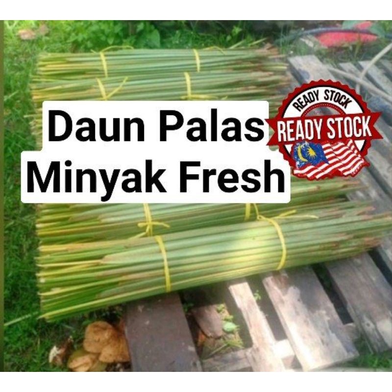Daun Palas Fresh 1 pucuk | Daun Ketupat Palas Fresh | Shopee Malaysia