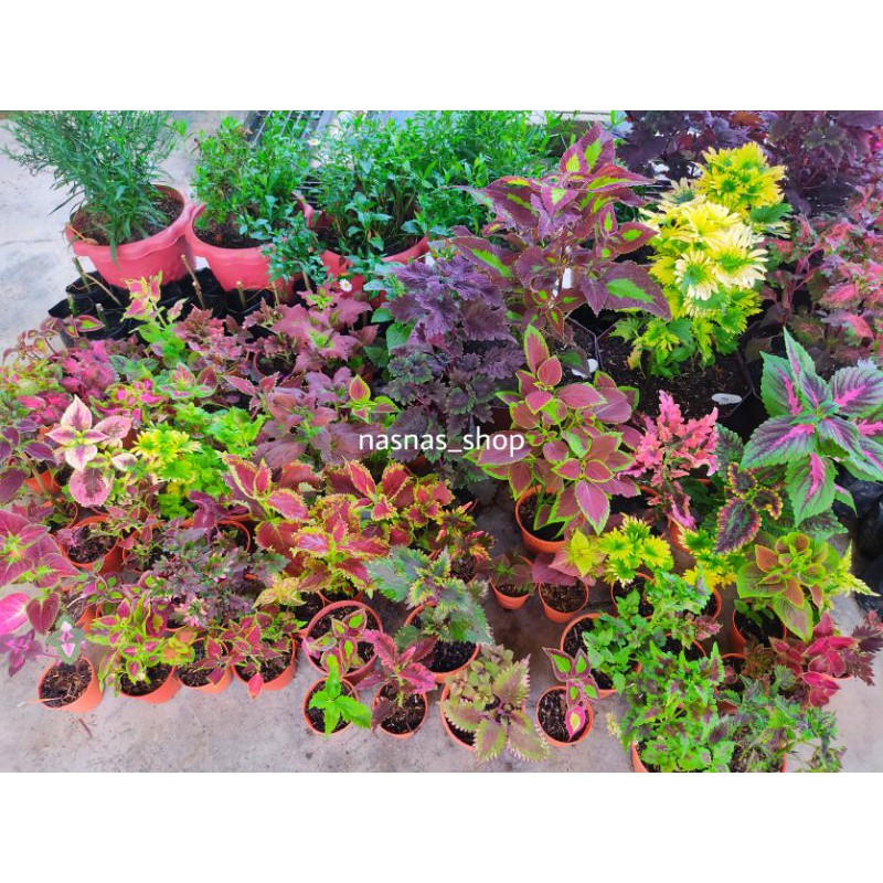 Keratan Pokok Bunga Ati-Ati / Ati Ati / Coleus Cutting / Anak Pokok ...
