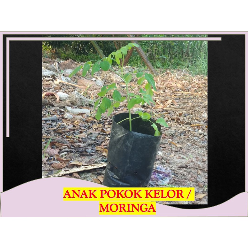 ANAK POKOK KELOR / MORINGA [Dipos dengan tanah dan polibeg, dibungkus dengan corrugated board ...
