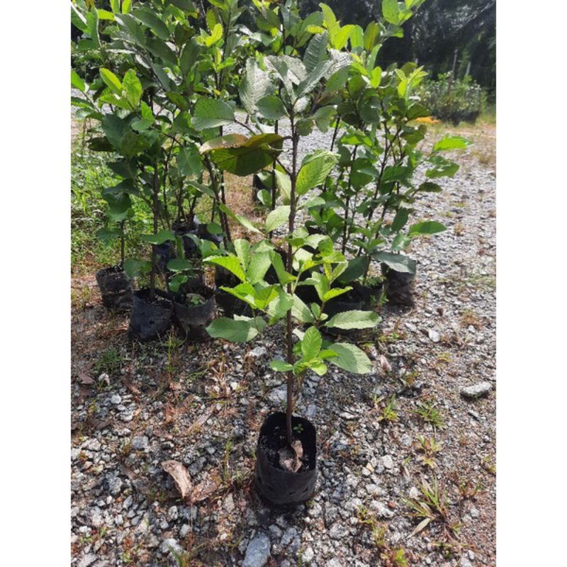 Pokok jambu batu seedless/Pokok jambu batu xbiji | Shopee Malaysia