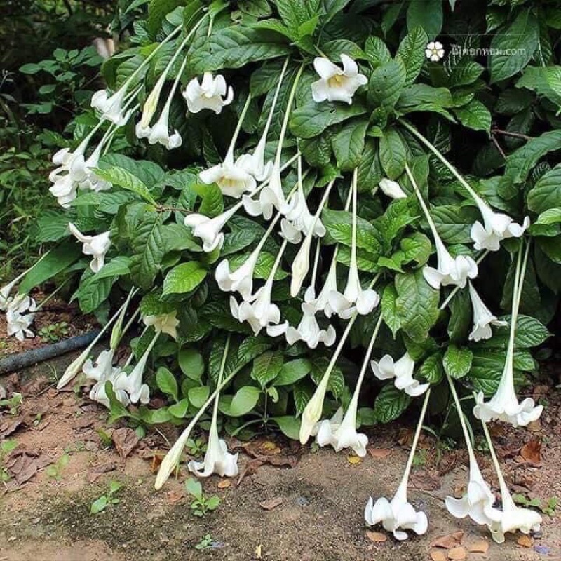 Pokok Bunga African Gardenia tree bunga wangi real plant hotselling ...