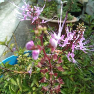 Pokok misai kucing bunga ungu datang dengan pasu size 120/M | Shopee ...