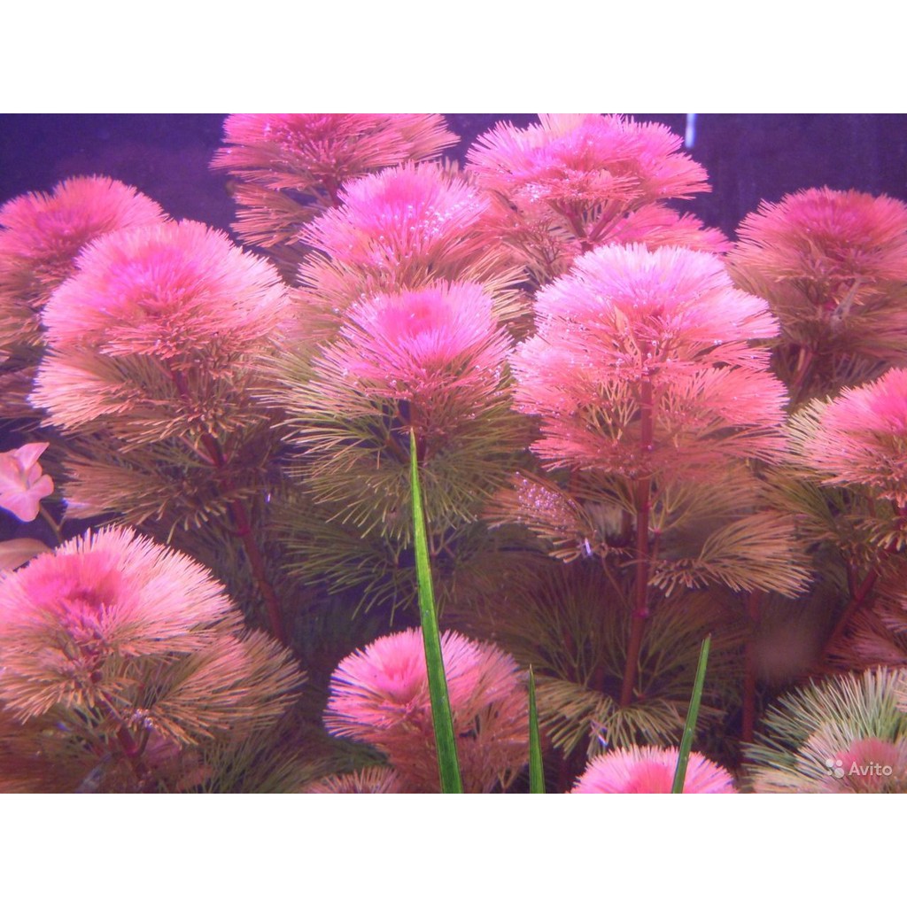 Cabomba Furcata / Red Cabomba Aquarium plant Aquatic plant Tumbuhan air ...