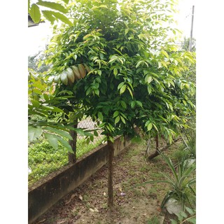 Pokok Serai Kayu 100%(Ulam-ulaman) | Shopee Malaysia