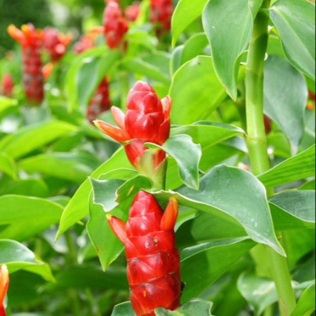 Anak Pokok Bunga Gincu/RED BUTTON GINGER LIPSTICK COSTUS WOODSON ...