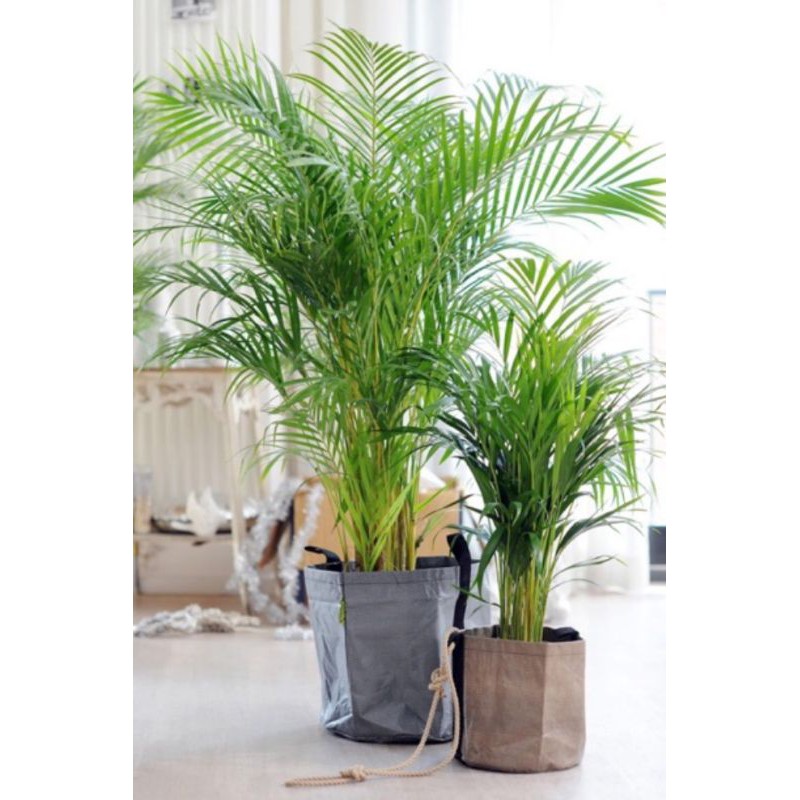 Pokok Pinang Kuning / Areca / Golden Palm / Indoors Live Plant | Shopee ...
