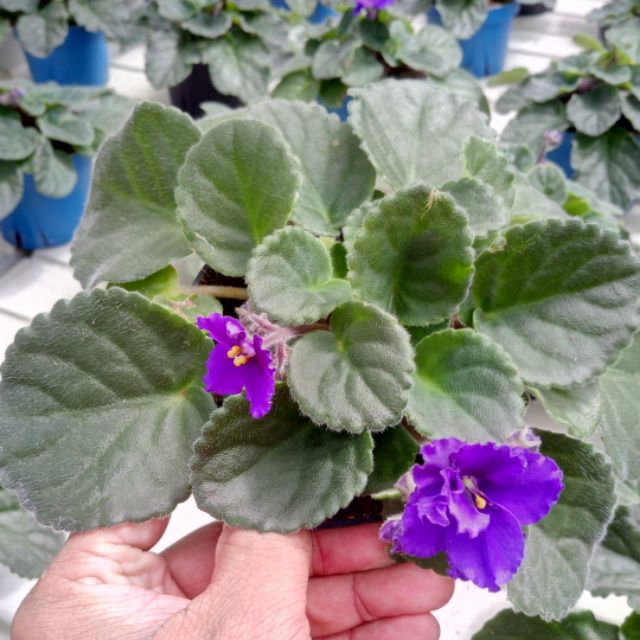 Anak Pokok Bunga African Violet Ungu Live Plants Purple African Violet ...