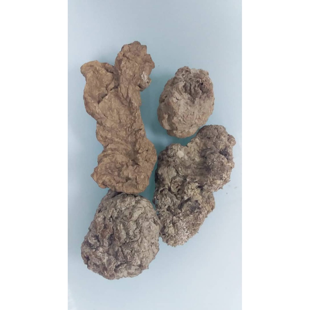 Cendawan Susu Harimau (ubi) Raw 100g | Shopee Malaysia