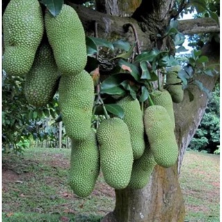 Cempedak madu / cempedak ch28 / pokok cempedak madu hybrid / pokok ...