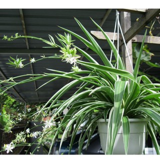 Pokok Spider Plant Anak Pokok Sulur Pokok Labah labah Indoor Plant ...