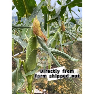 1A/ 2A/ 3A (6-10 PCS/set) | White sweet Corn | jagung susu manis | 💯 ...