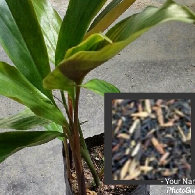 Anak pokok Serai aceh | Shopee Malaysia