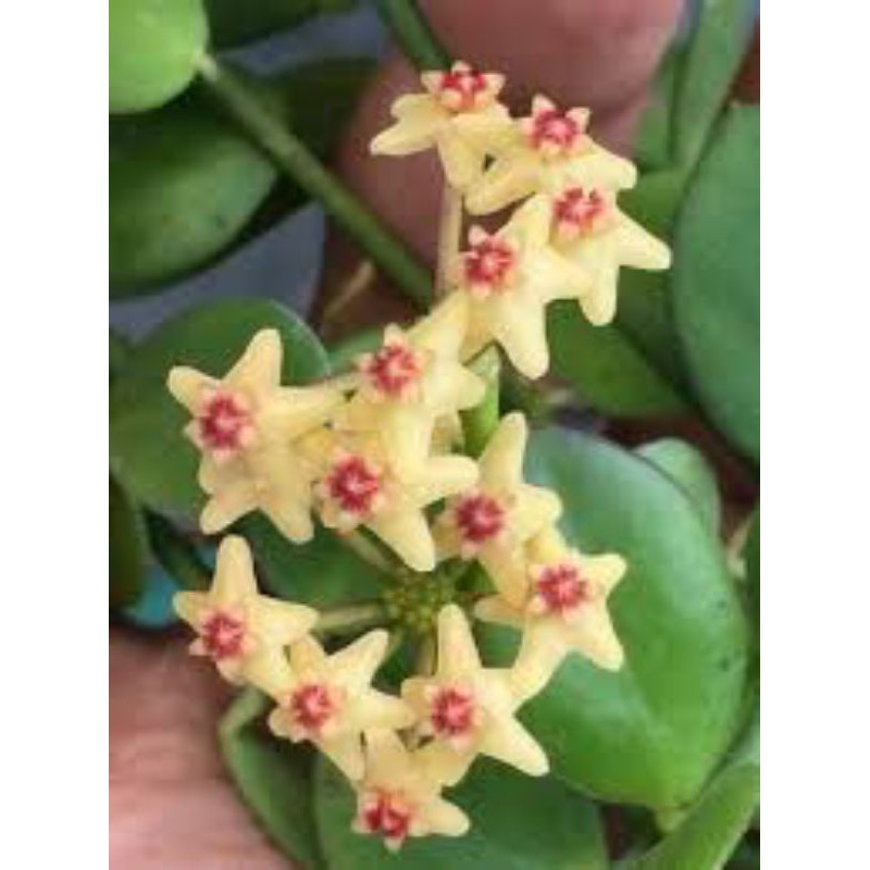 Hoya collina. #real plant | Shopee Malaysia