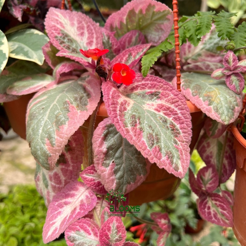 RARE ID : EPISCIA CLEOPATRA Live Plant | Shopee Malaysia