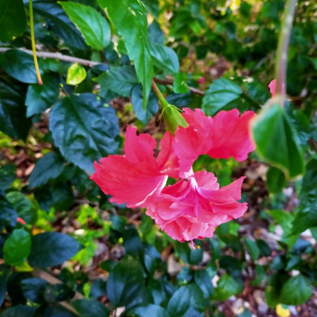 Keratan bunga raya merah bertingkat dua lapis.6 keratan tua. | Shopee ...