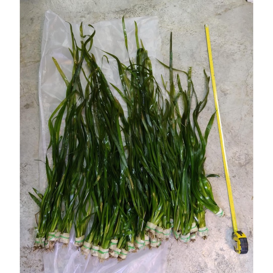 Akuatik Plant Giant Vallis | Shopee Malaysia