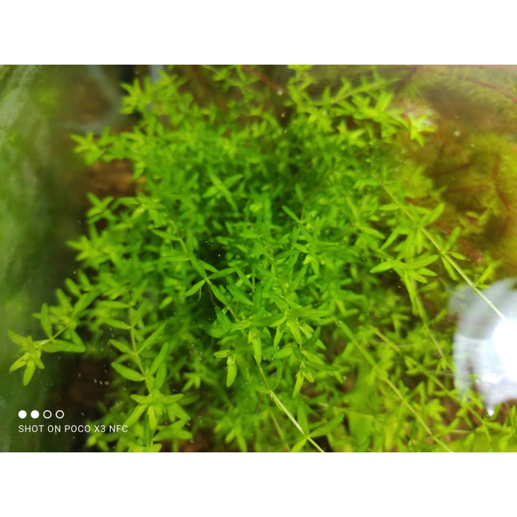 Aquatic plant Pearlweed (Hemianthus micranthemoides) | Shopee Malaysia