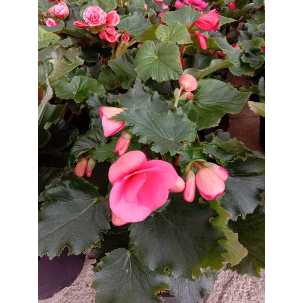 Begonia Rose Plant / Anak Pokok Bunga Begonia ( Live Plant)[Red or Pink ...