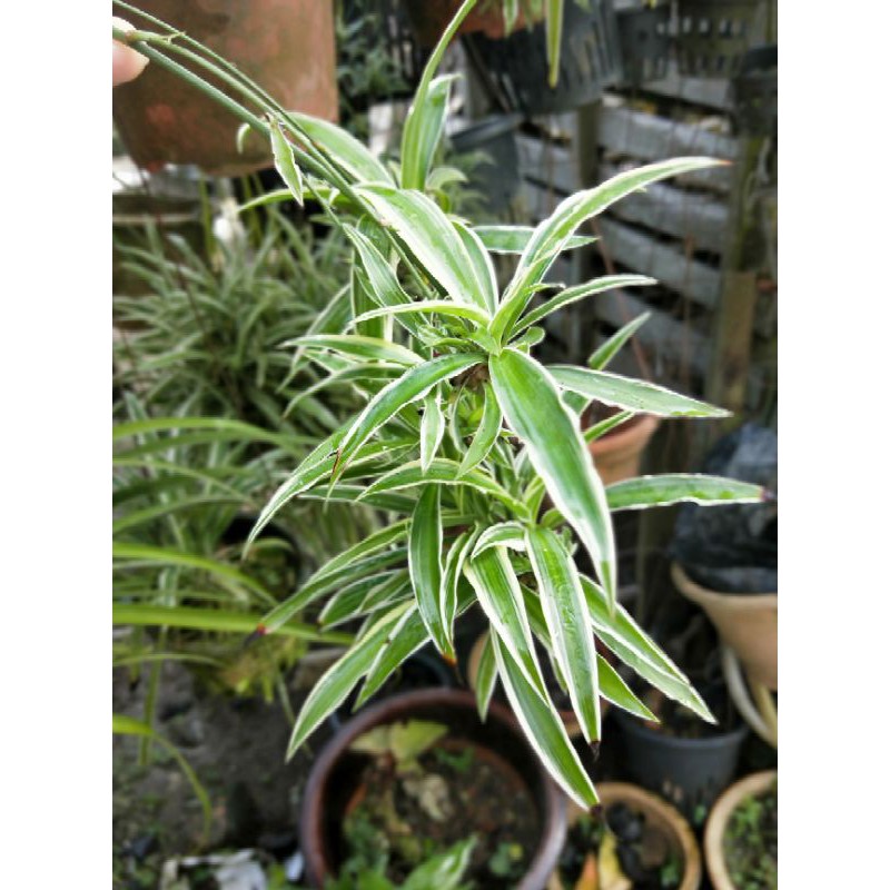 Anak pokok spider plant（1 POKOK) | Shopee Malaysia