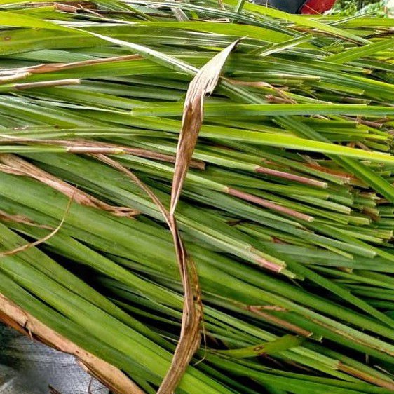 Daun Serai Wangi Terpilih 100 Gram (Kering) | Shopee Malaysia