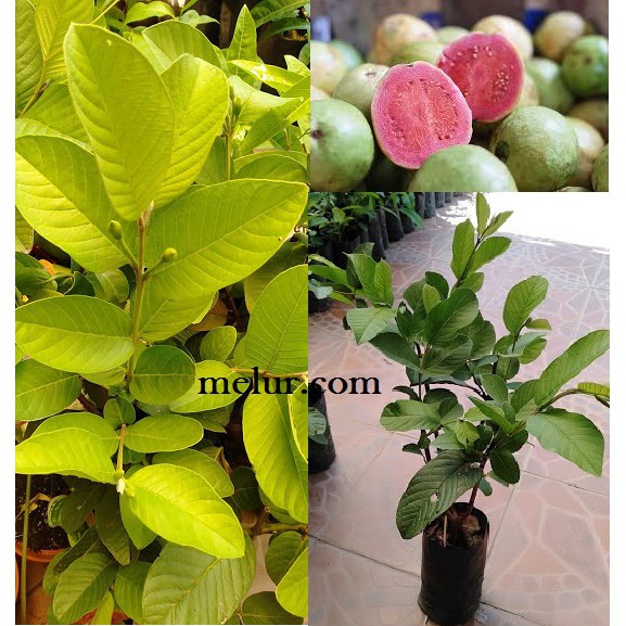 MDC-Anak pokok jambu batu merah jambu( pink guava sapling) | Shopee ...