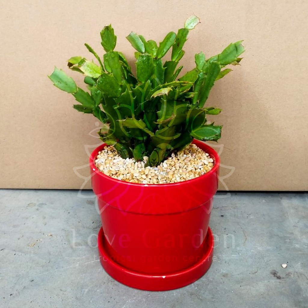 LOVE GARDEN - Package Pokok Christmas Cactus with Pot | Pokok Kaktus ...