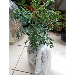 (Real Plant) Pokok Garuda halau nyamuk herba herbs daun busuk ruta ...