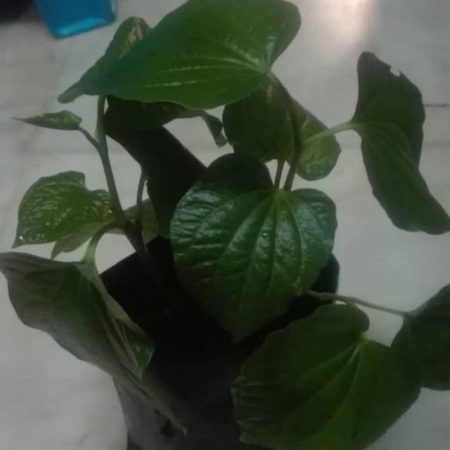 Pokok Kaduk / Kadok / Pokok Hidup | Shopee Malaysia