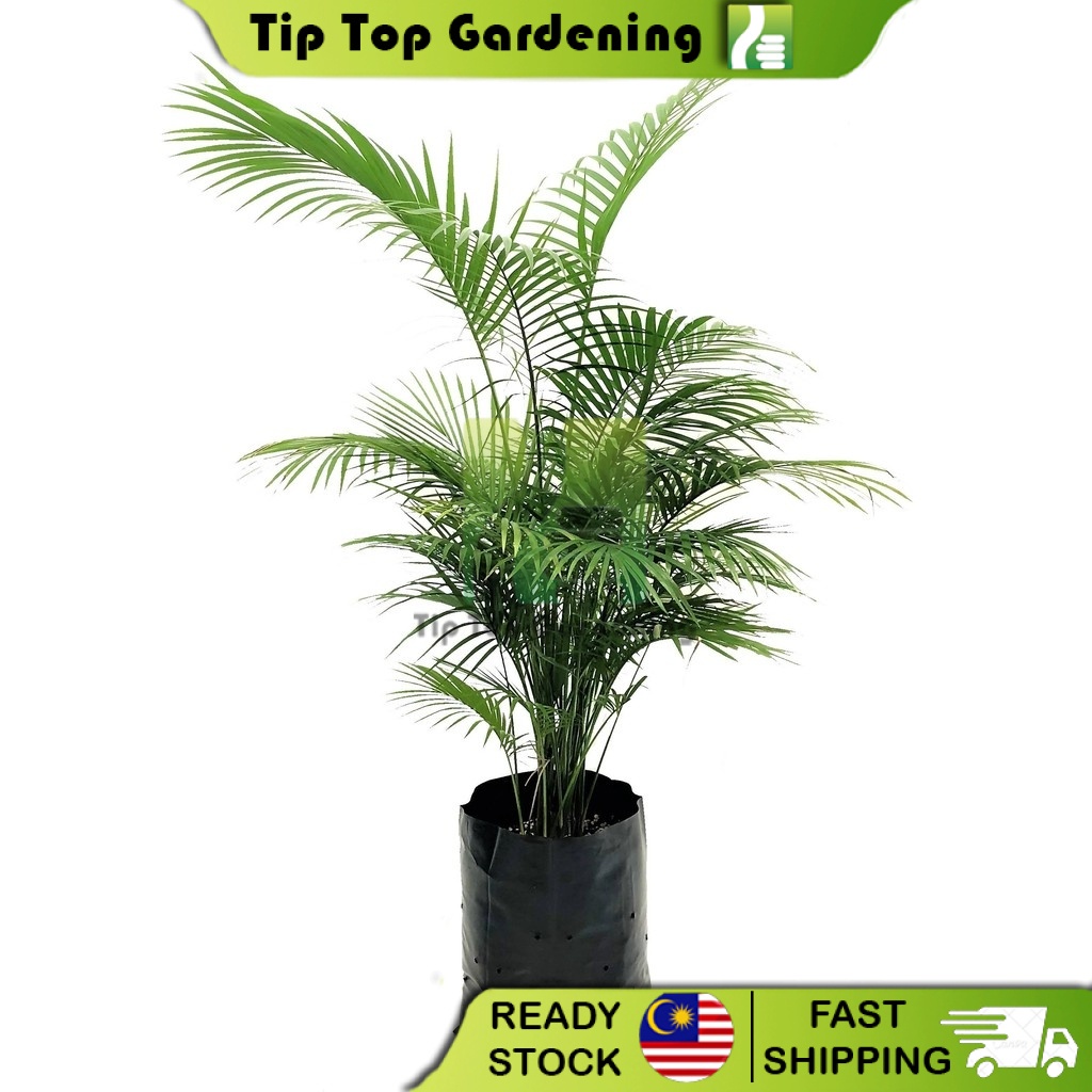 REAL LIVE PLANT JAVA PALM WITH POLYBAG GARDENING INDOOR PLANT POKOK ...