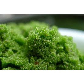 Wolffia globosa/Duckweed/Watermeal/Fish food/Koi/Goldfish 100g/500g ...