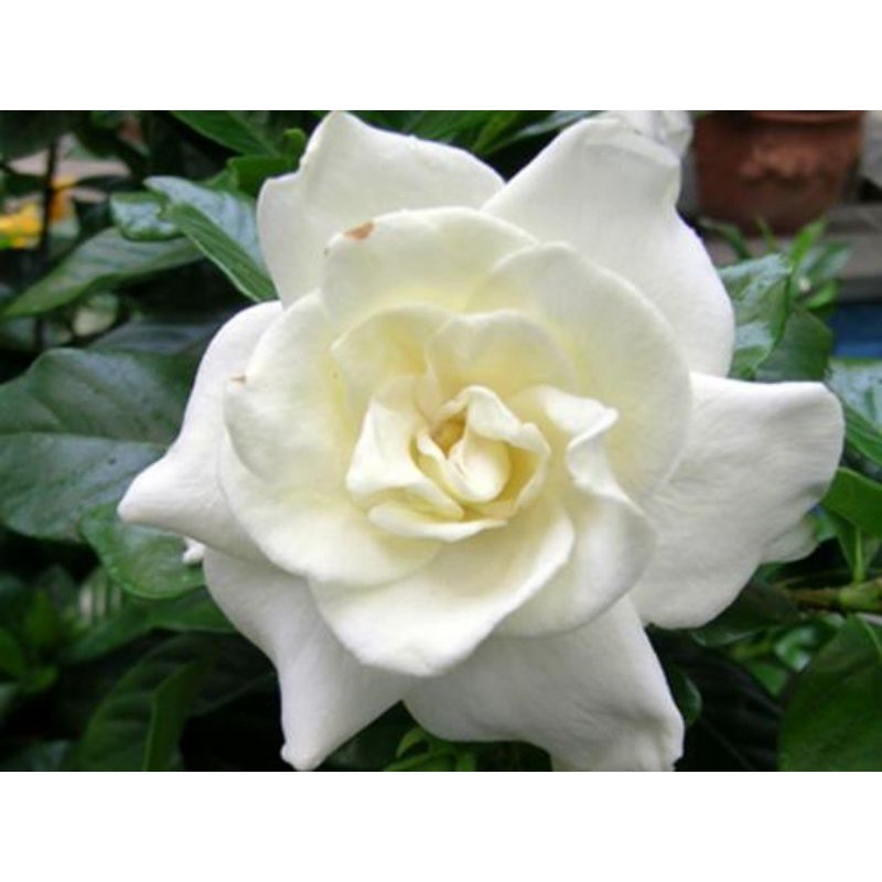 LIVE PLANT Bunga Cina (Gardenia jasminoides) (5 keratan batang ...