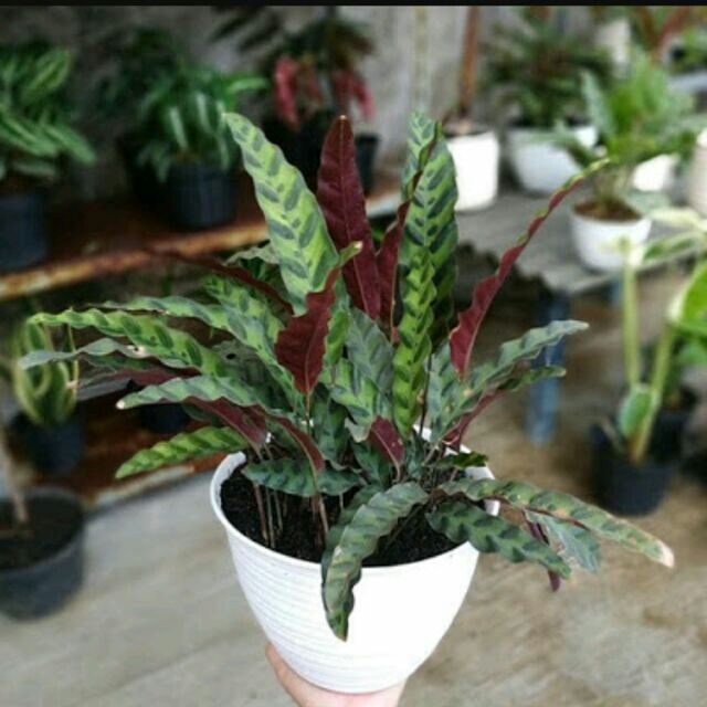 Pokok ekor musang ( indoor ) | Shopee Malaysia